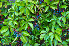Virginia Creeper Creeper Grapes Free Stock Photo - Public Domain Pictures
