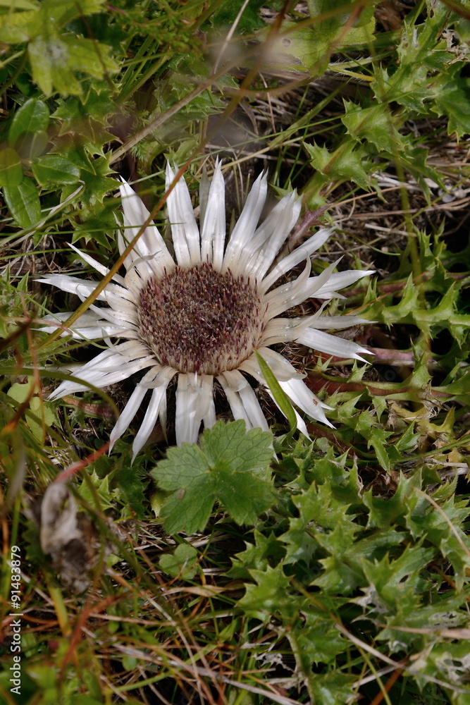 Stock-Foto „Silberdistel“ | Adobe Stock