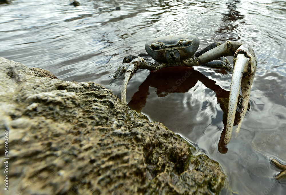 Blue Land Crab (Cardisoma Guanhumi) Mangrove Land Crab likely to be ...