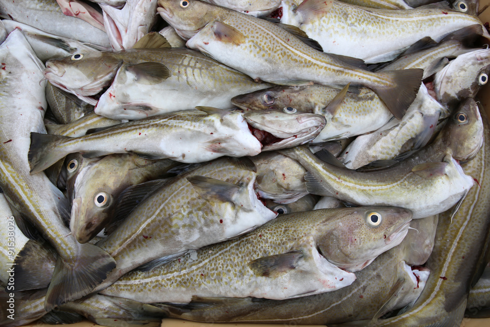 Stock-Foto „Fischfang in Island“ | Adobe Stock
