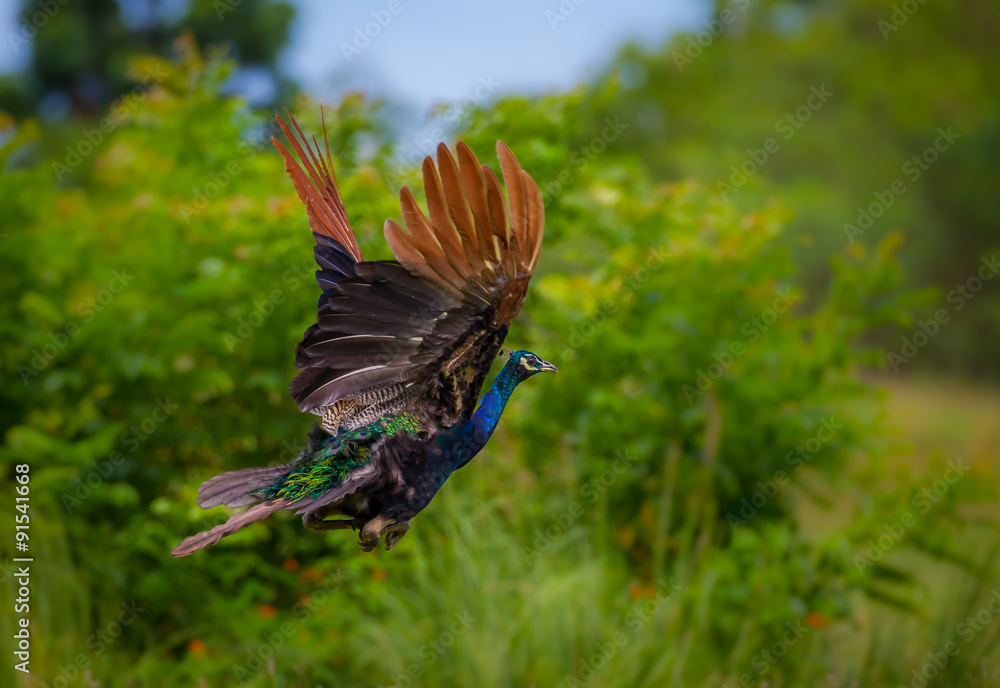 Flying Indian peafowl (Pavo cristatus) in real nature with wings up ...
