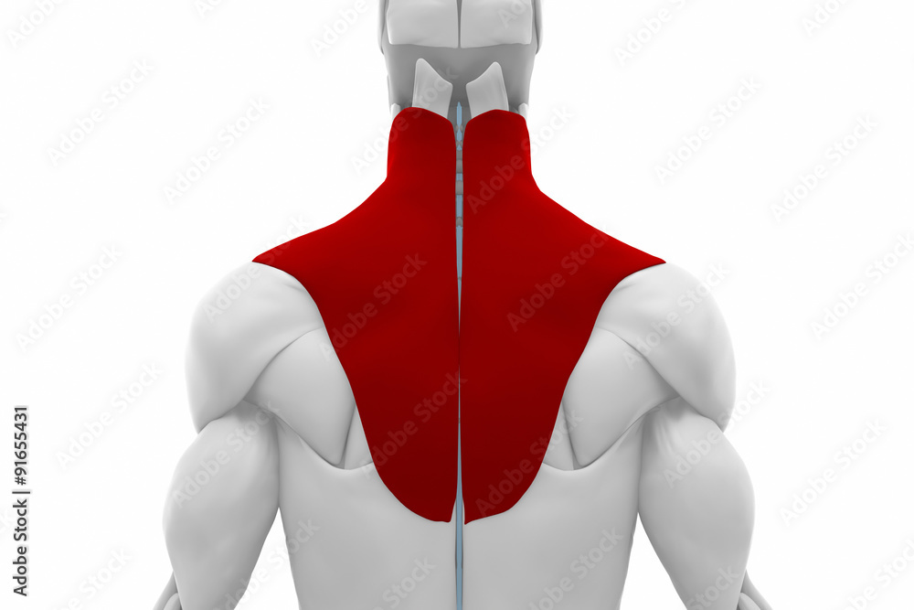 Trapezius - Muscles anatomy map Stock Illustration | Adobe Stock