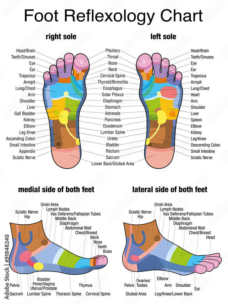 Reflex zones of the feet - soles and side views - accurate description ...
