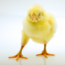 Yellow Chick Free Stock Photo - Public Domain Pictures