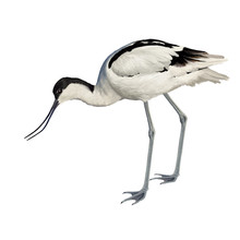 Avocet Free Stock Photo - Public Domain Pictures