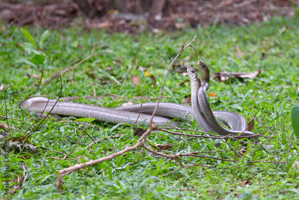 Rat Snakes in Love Stock Photo | Adobe Stock