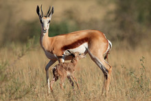 young antelope
