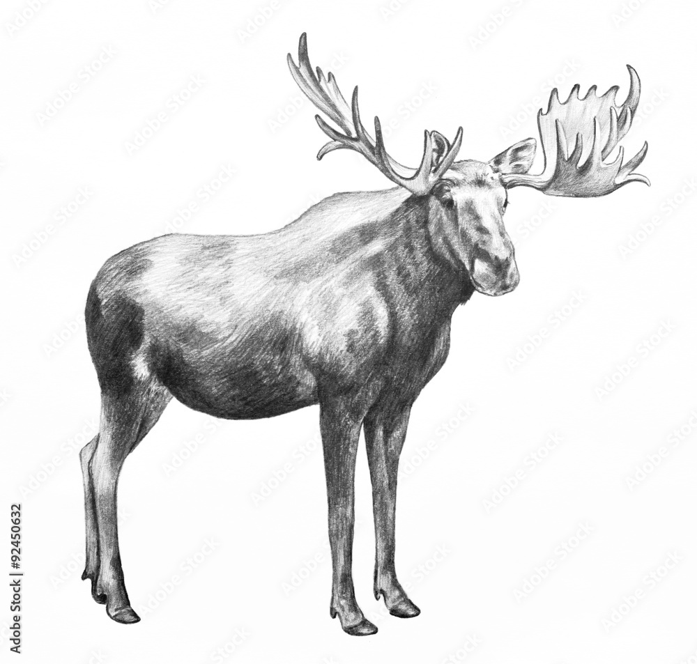 Moose illustration. Hand drawn moose pencil sketch isolated on white ...