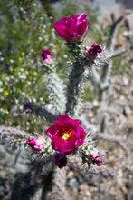 Pink Tree Cholla Cactus Blooms Free Stock Photo - Public Domain Pictures