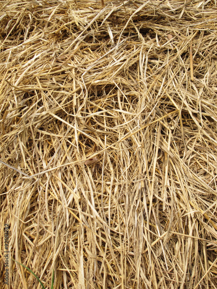 Hay background as a front view of a bale of hay as an agriculture farm ...