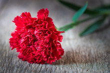Single Red Carnation Free Stock Photo - Public Domain Pictures