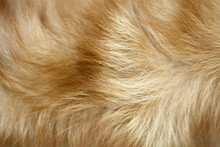 Dog Fur Texture II Free Stock Photo - Public Domain Pictures