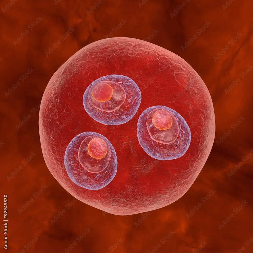 Malaria. Plasmodium vivax in early trophozoite ring stage inside red ...