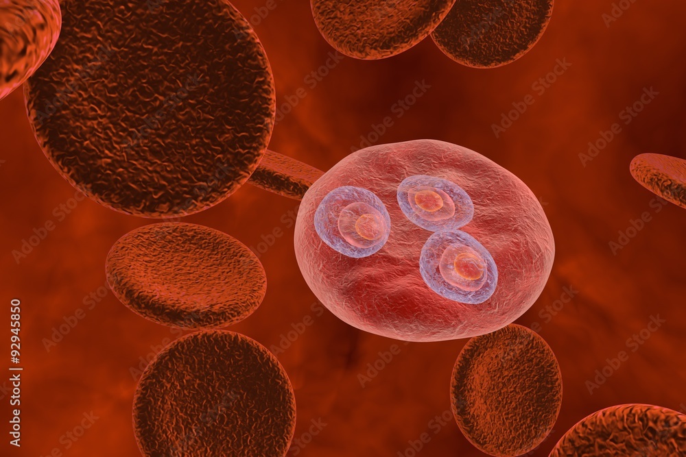 Ilustración de Stock Malaria. Plasmodium vivax in early trophozoite ...