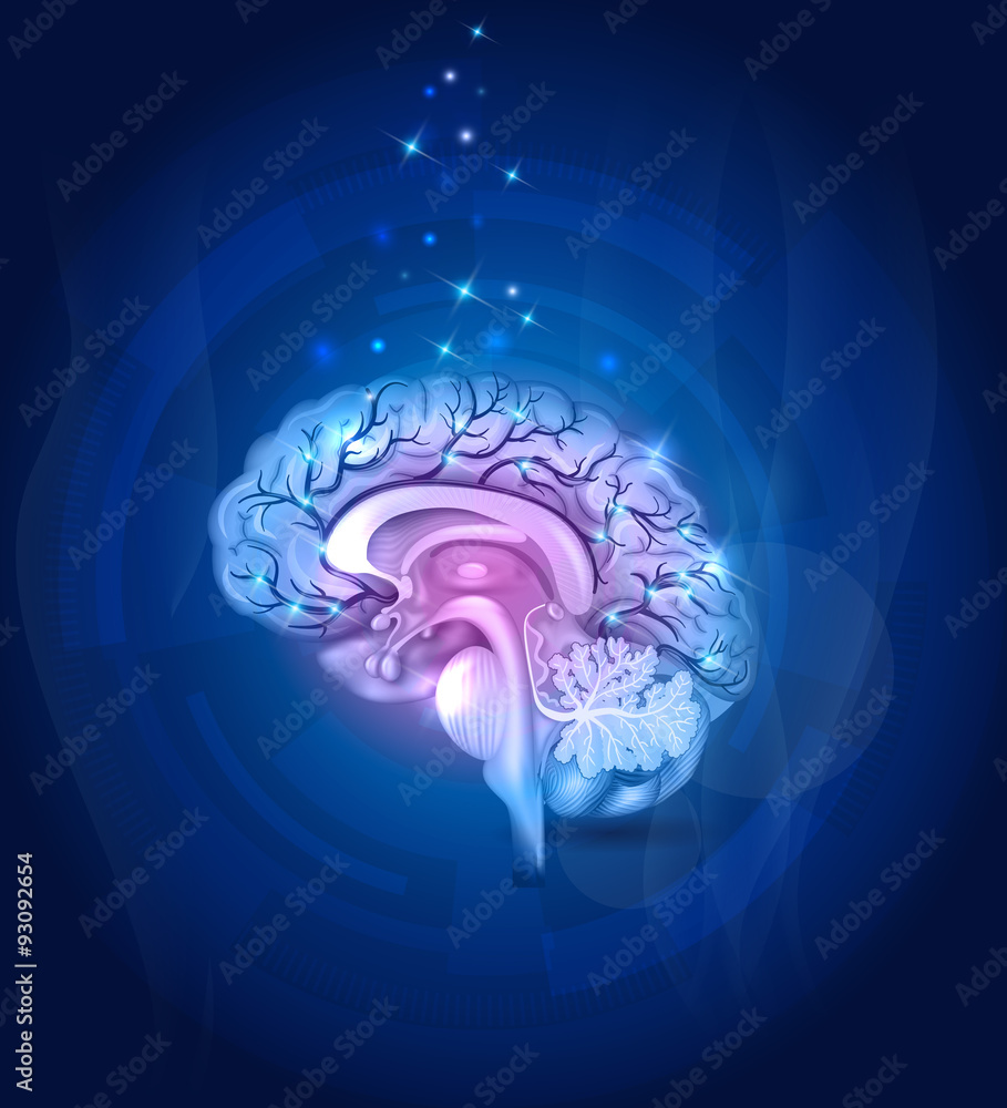Healthy Brain cross section, vessels Stock Vector | Adobe Stock