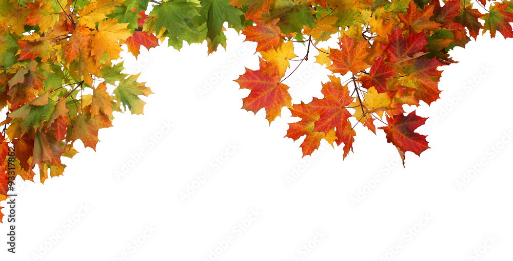 Autumn falling leaves isolated on white background Stock Photo | Adobe ...
