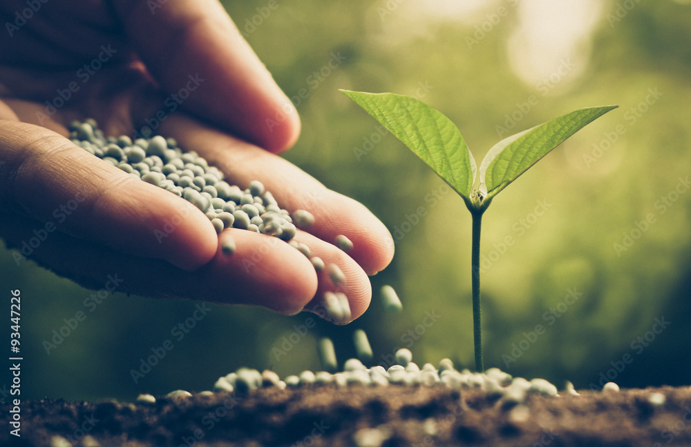 hand giving chemical fertilizer to a young baby plant Stock Photo ...