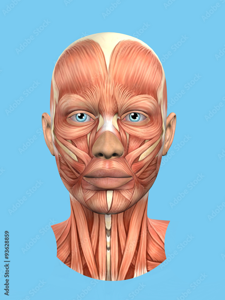 Anatomy front view of major face muscles of a woman including procerus ...