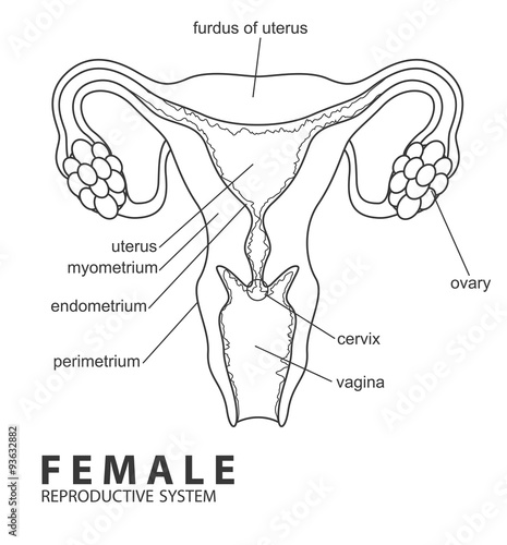 Female Reproductive System Buy This Stock Vector And Explore Similar