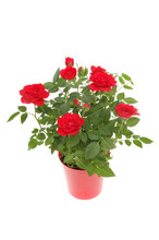 Red And White Miniature Rose Free Stock Photo - Public Domain Pictures