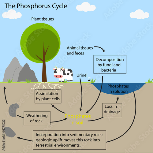 the phosphorus Cycle Stock Vector | Adobe Stock