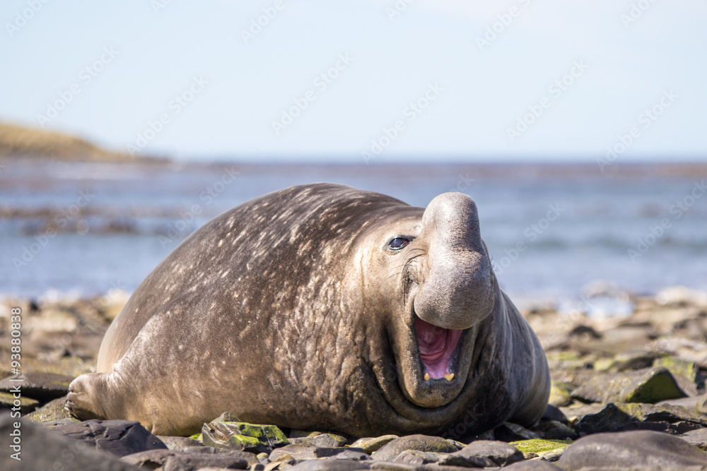 Laughing Smiling Southern Elephant Seal Stock Photo | Adobe Stock
