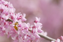 Redbud Tree Blossoms And Bees Free Stock Photo - Public Domain Pictures