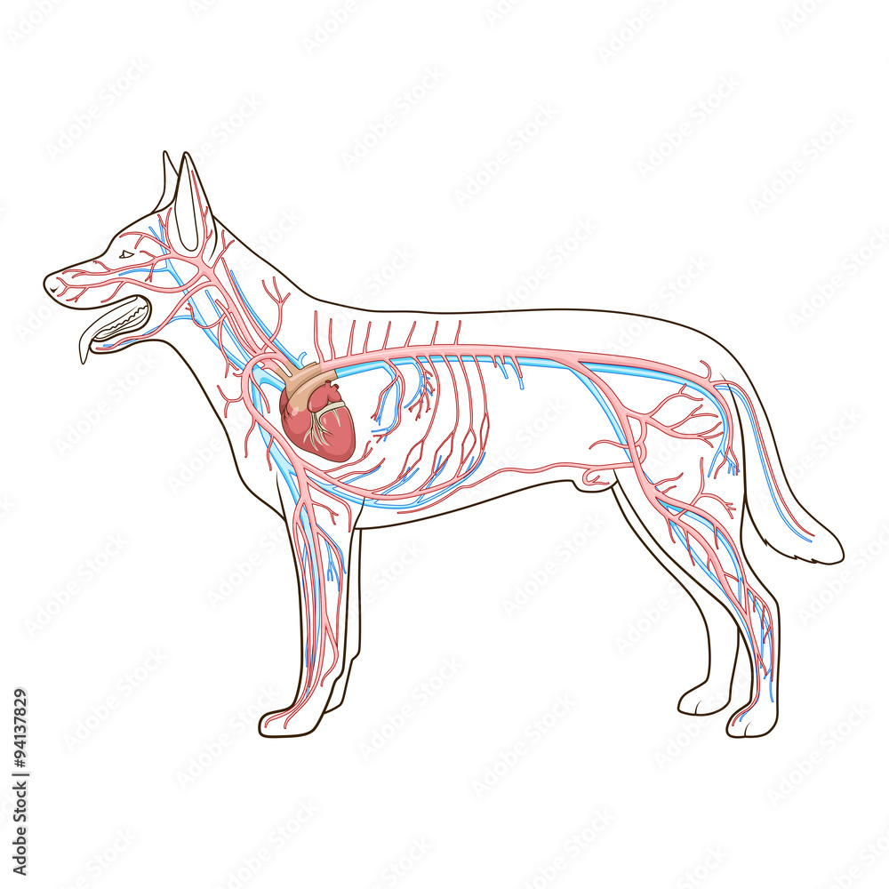 Vascular system of the dog vector illustration Stock Vector | Adobe Stock