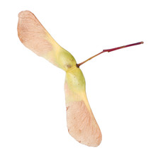 Maple Keys Free Stock Photo - Public Domain Pictures