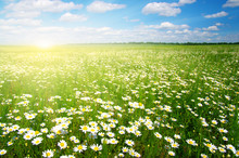 Plain Yellow Daisy Free Stock Photo - Public Domain Pictures