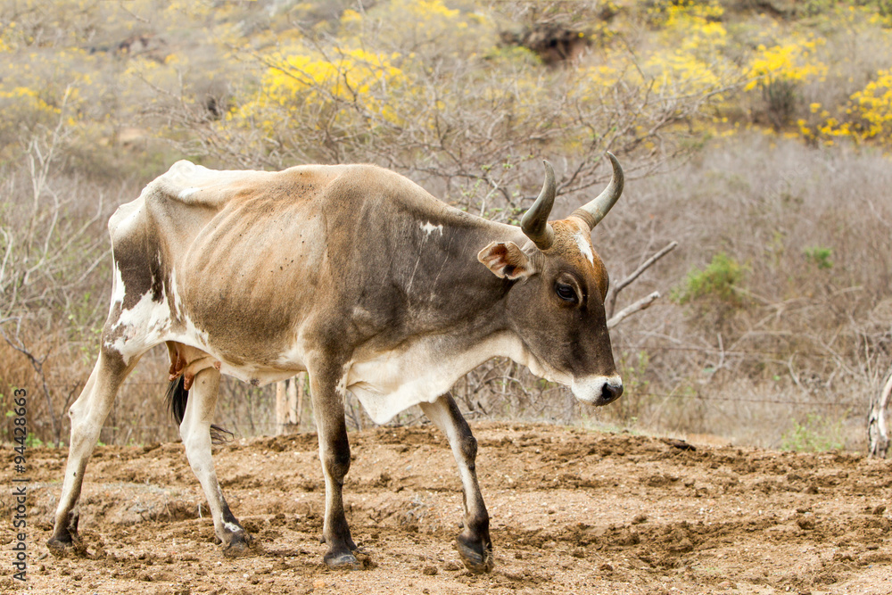 A skinny and malnourished cow with visible signs of illness and ...