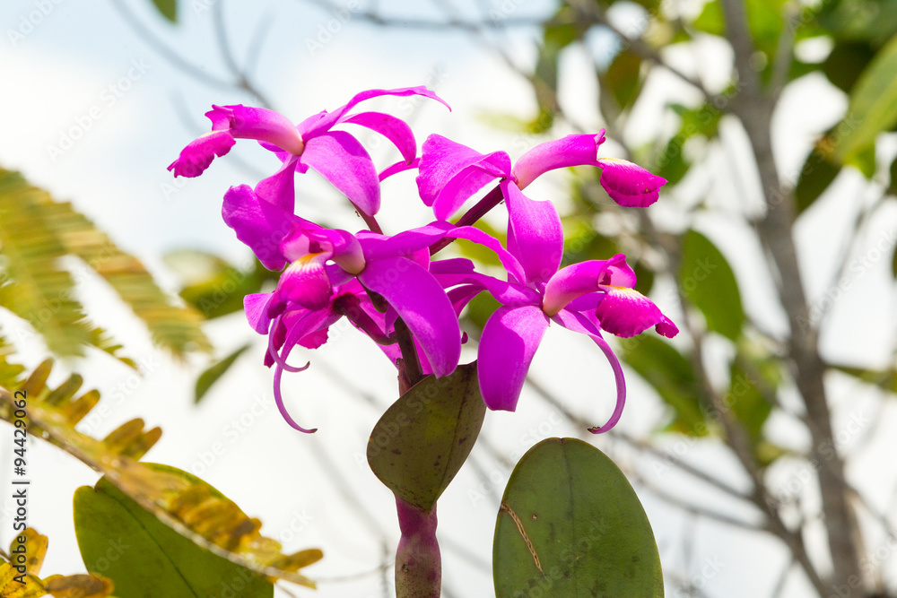 Discover the beauty of the rare and vibrant purple orchids found in the ...