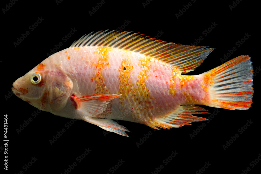 Experience the vibrant beauty of a high quality,studio shot red tilapia ...