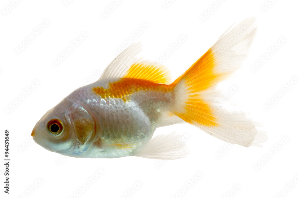 A rare white goldfish fry swimming gracefully in a crystal-clear ...
