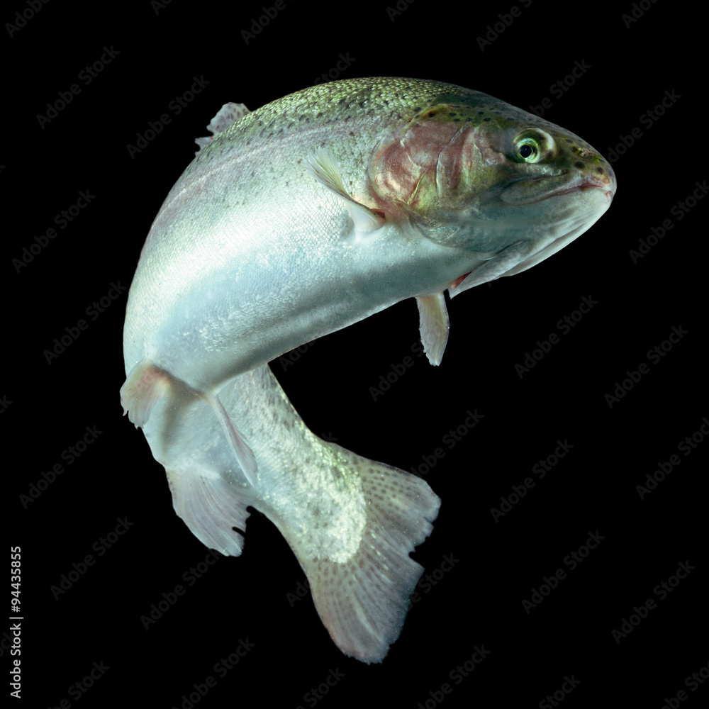 An artistic view of a wild salmon and trout swimming together in clear ...