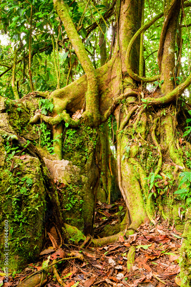 Most stranglers,also called matapalo or killer trees,belong to the fig ...