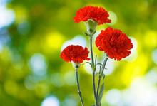 Single Red Carnation Free Stock Photo - Public Domain Pictures
