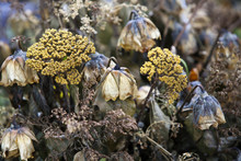 Droopy Wet Yellow Flower 2 Free Stock Photo - Public Domain Pictures