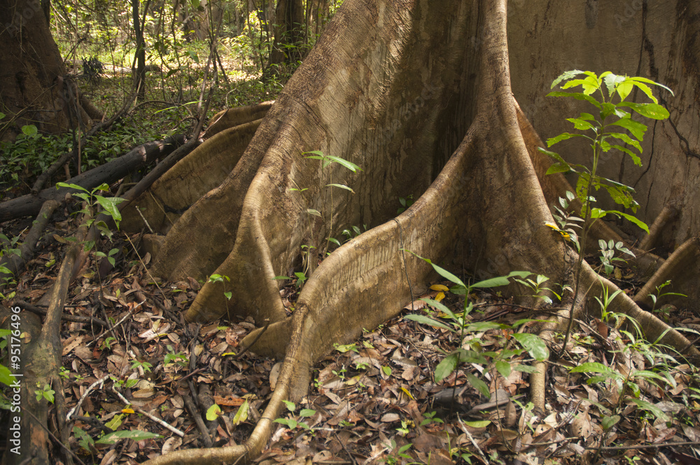 Foto de Stock Árbol de la Lupuna | Adobe Stock