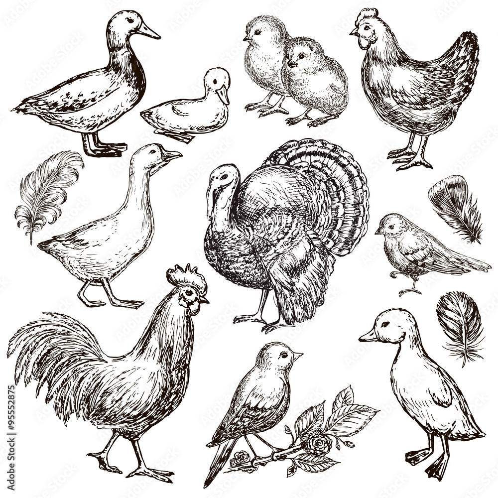 hand drawn set farm birds Stock Vector | Adobe Stock