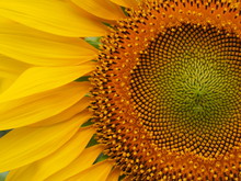 Sunflower Close-up Free Stock Photo - Public Domain Pictures