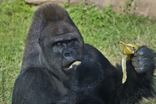 A gorilla male, silverback, alpha of monkey family, is eating banana ...