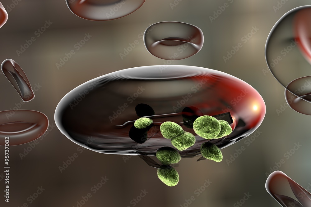 Malaria. Release of malaria parasites from red blood cell. Merozoites ...