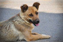 Street Dog Free Stock Photo - Public Domain Pictures