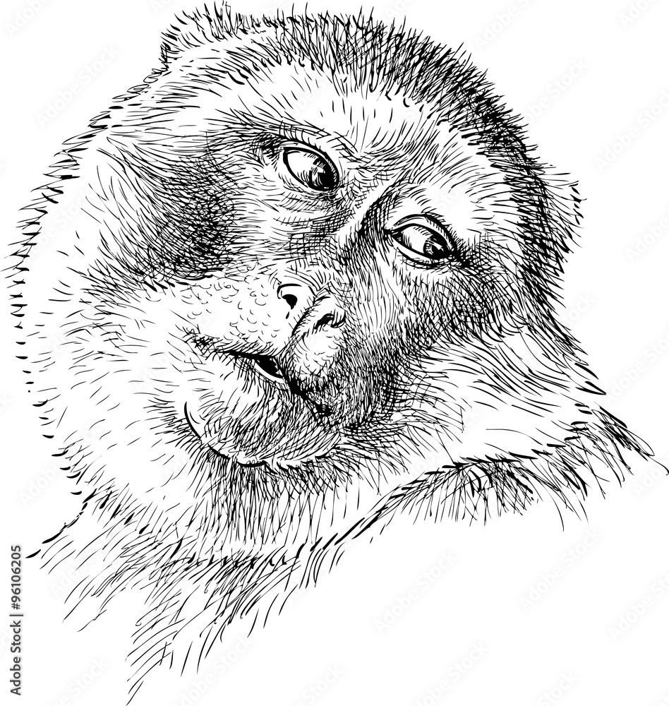 sad monkey Stock Vector | Adobe Stock