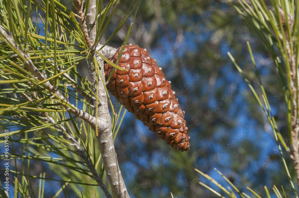 Foto de Stock Detail of leaves, branches and cones of Aleppo Pine ...
