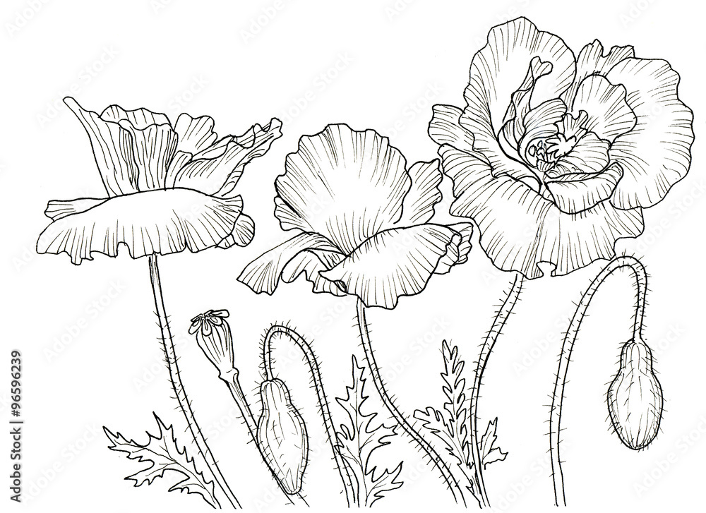 Line ink drawing of flower Stock Photo | Adobe Stock