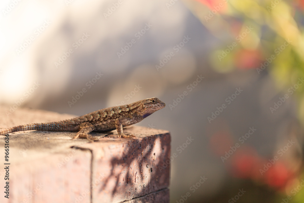 Brown common fence lizard, Sceloporus occidentalis, perches on a ledge ...