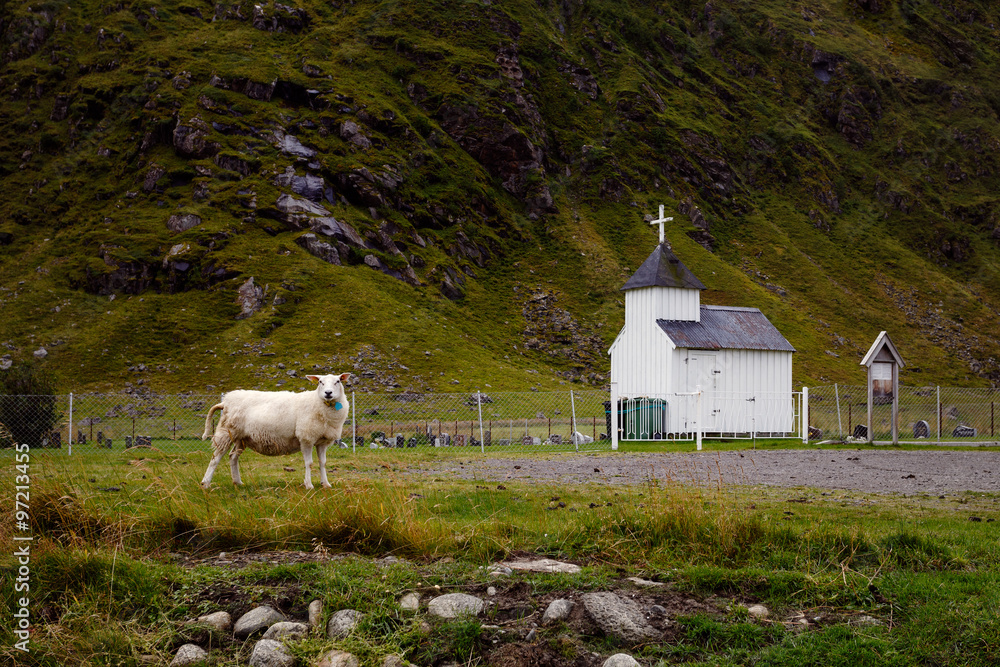 Sheep in front of Unstad Chapel on Lofoten Islands, Norway Stock Photo ...
