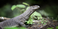Monitor Lizard Free Stock Photo - Public Domain Pictures